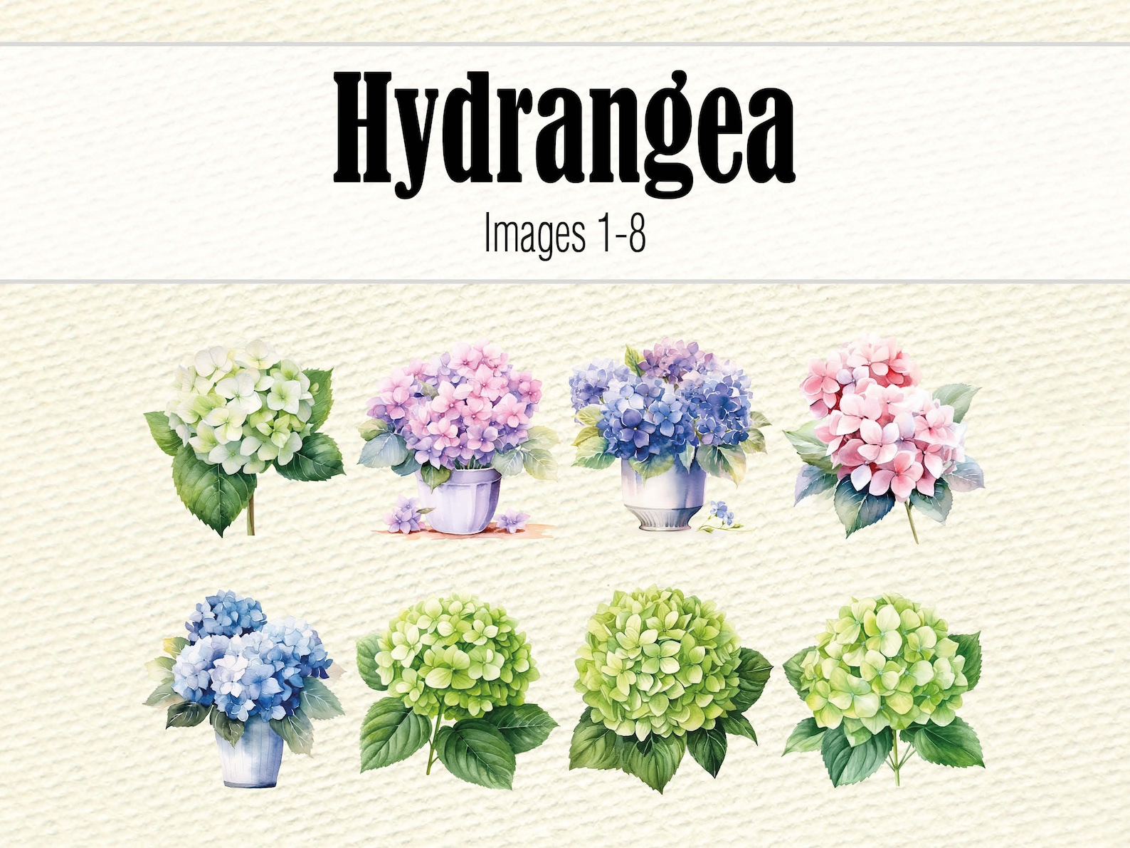 Watercolor Hydrangea Clipart, Watercolor Blue Pink Hydrangea Clipart ...
