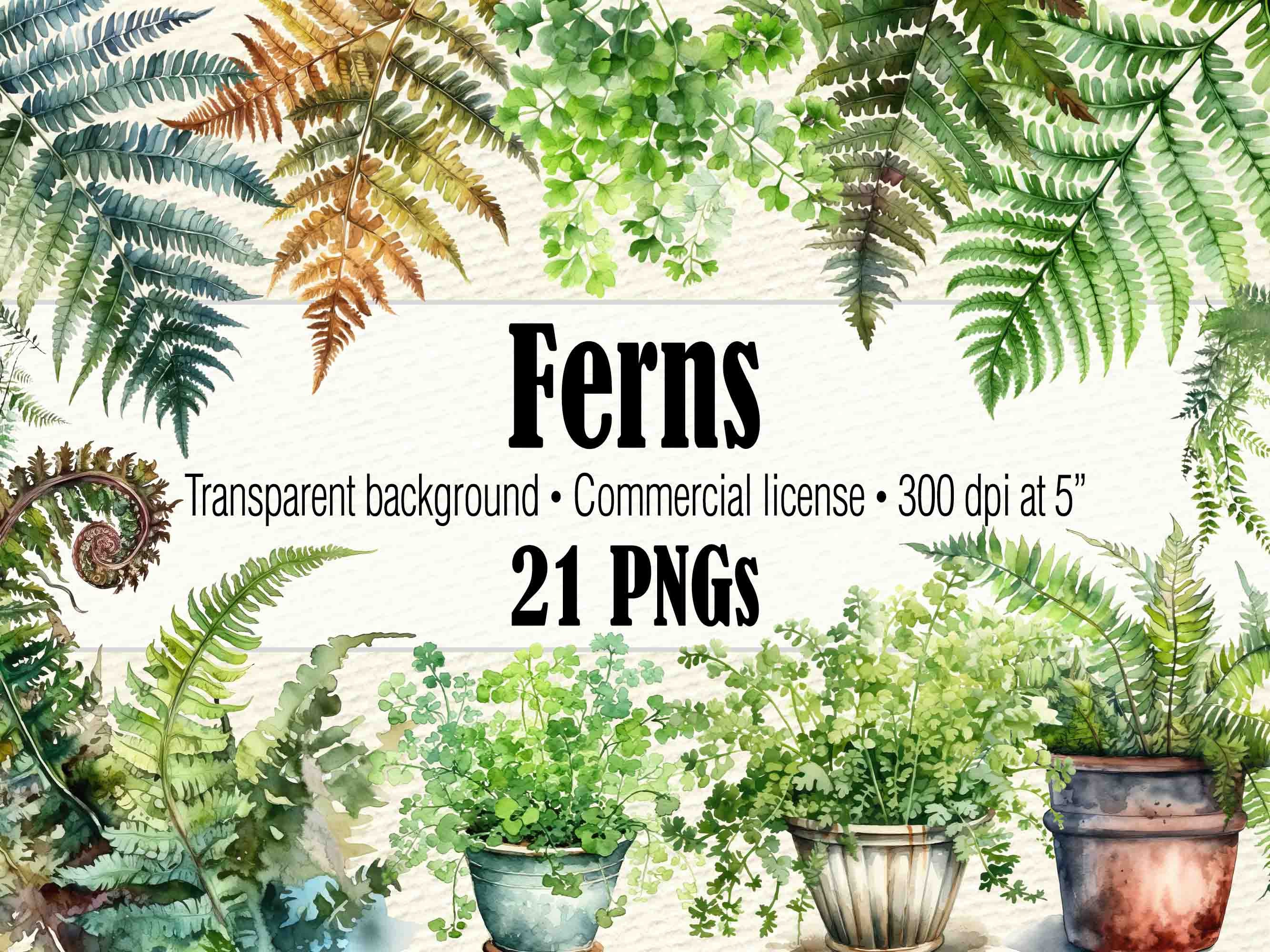 Watercolor Fern Clipart, Painted Fern PNG, Autumn Fern, Fern Wreath ...