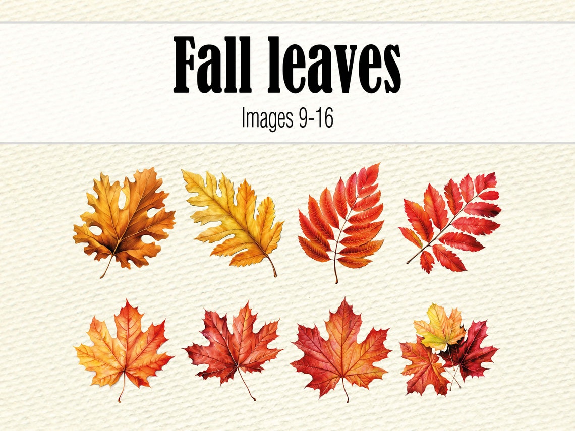 Fall Leaves Clipart, Fall Border PNG, Fall Leaves PNG, Watercolor Fern ...