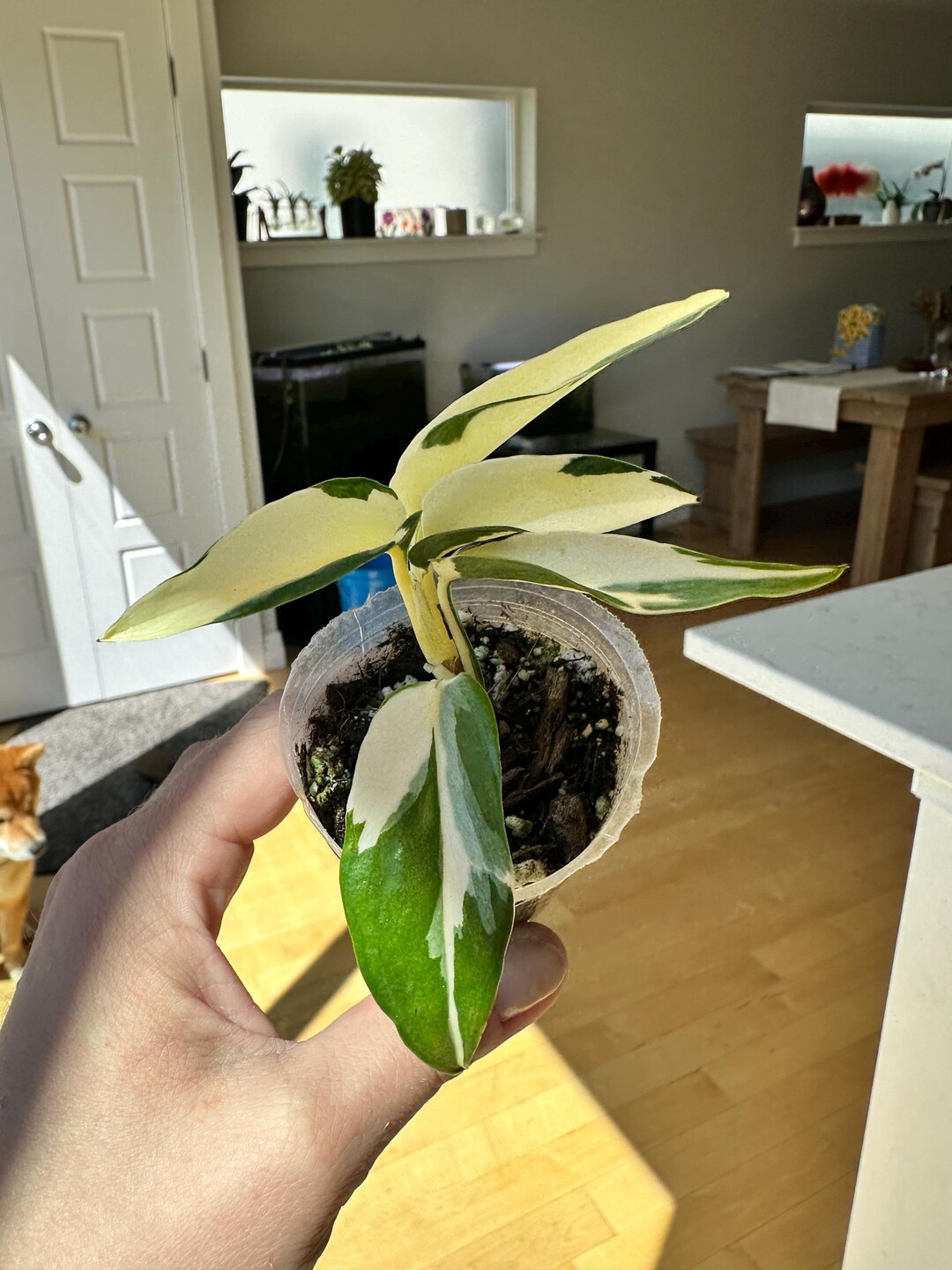 Mutant Manjula Starter Plant - Etsy