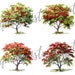 Watercolor Rowan Tree | Digital Download | Wall Art | Watercolor ...