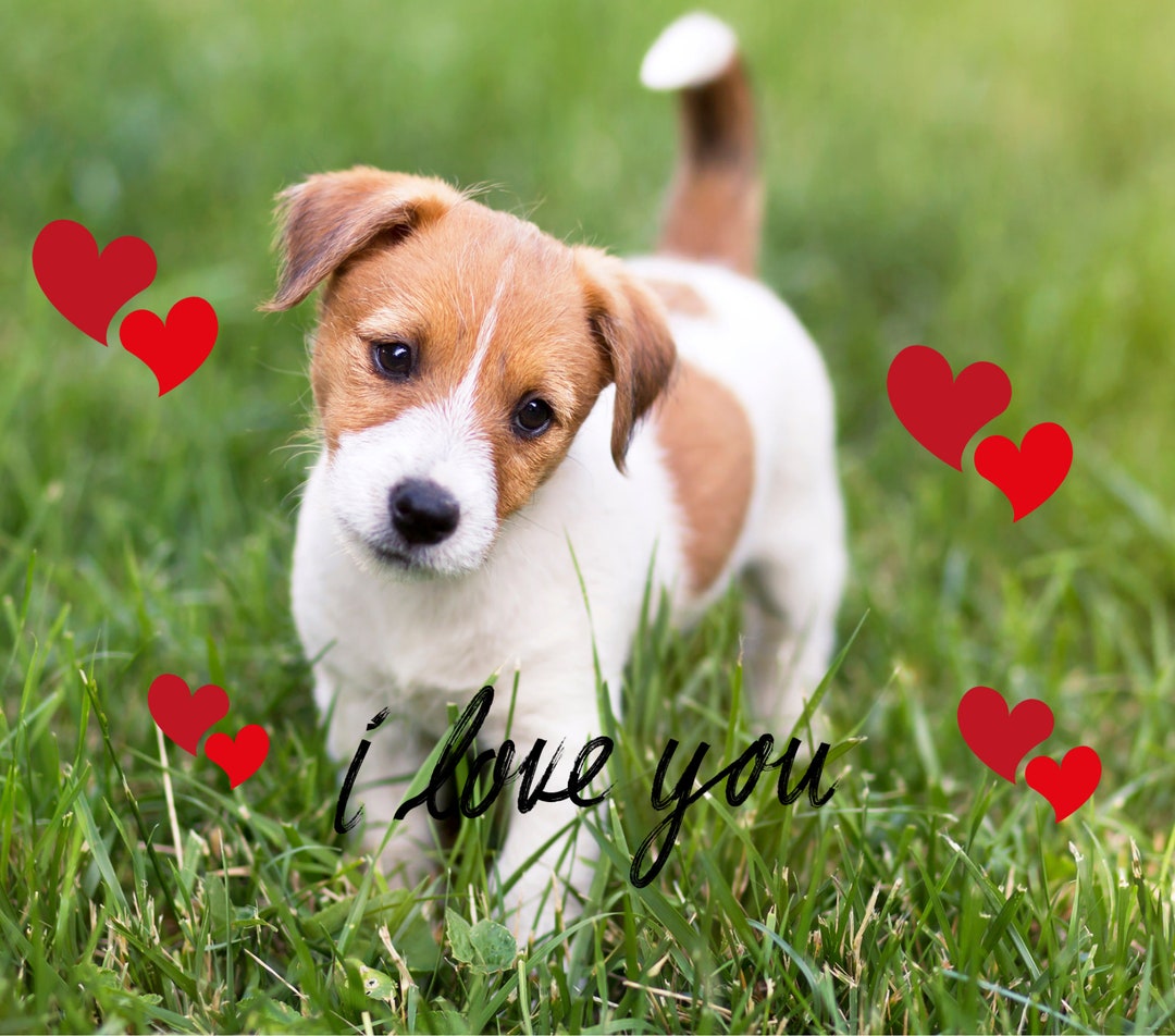 Puppy Sublimation, Puppy PNG, Puppy Love - Etsy