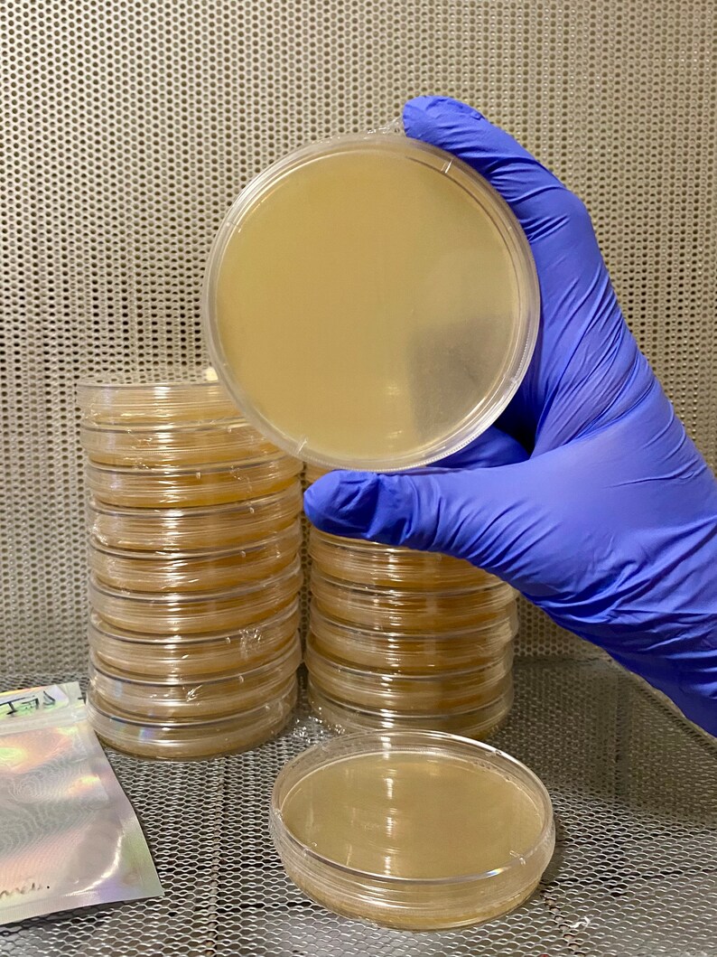 Sterile Malt Extract Agar Plates Pre poured Agar Dishes For Etsy sterile-malt-extract-agar-plates-pre-poured-agar-dishes-for-etsy