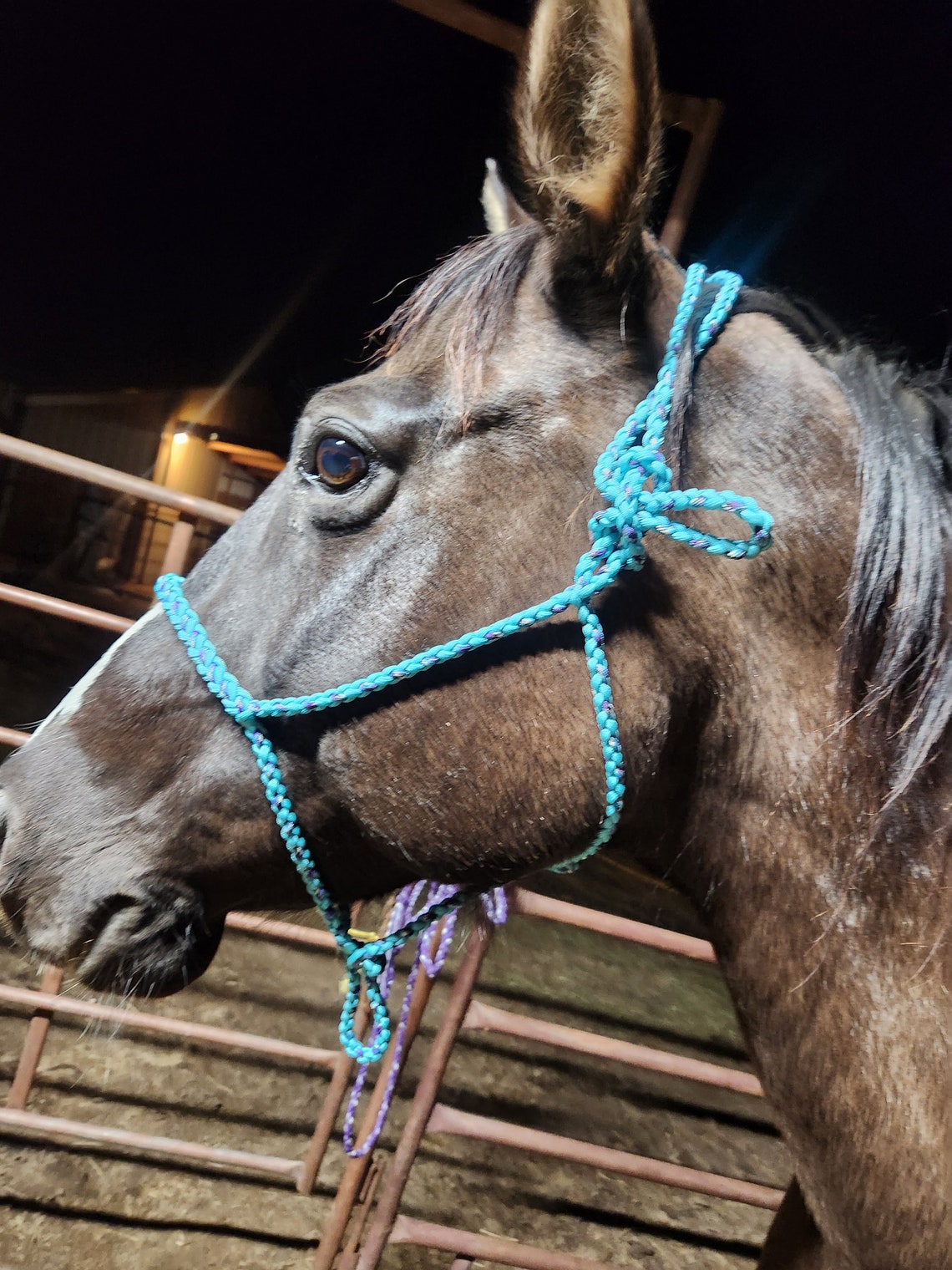Custom Paracord Halters - Etsy