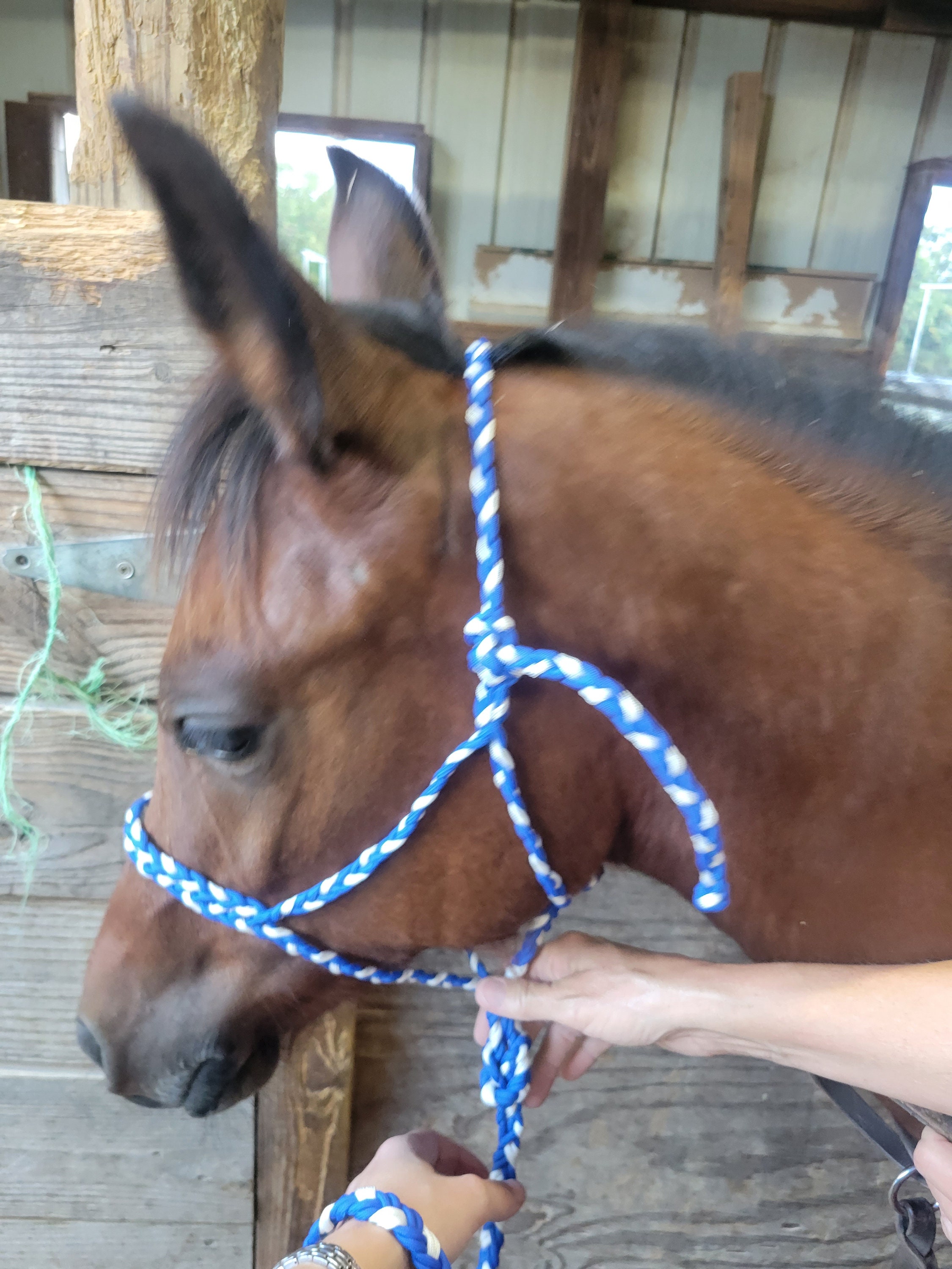Custom Paracord Halters - Etsy