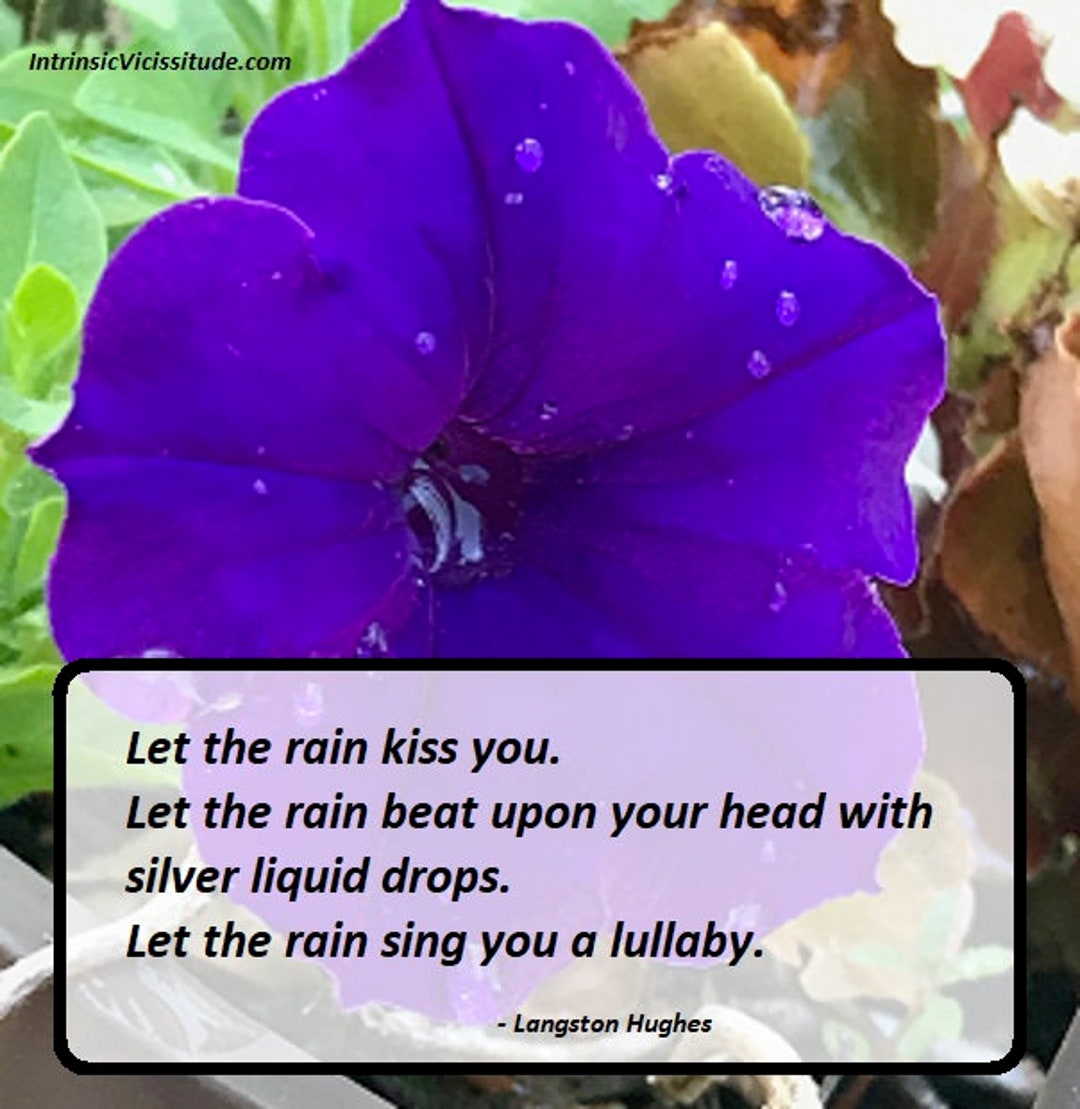 Digital Download Printable Frameable Image of Raindrop Covered Blue ...