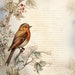 4 Lovely Victorian Christmas Robins - Digital Images - Etsy