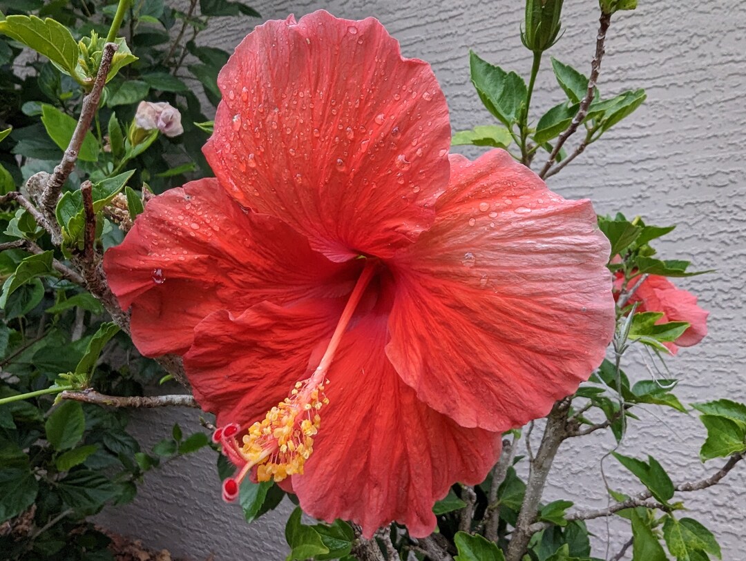Freshly Watered Red Hibiscus Flower Blooming Florida Closeup Photo - Etsy