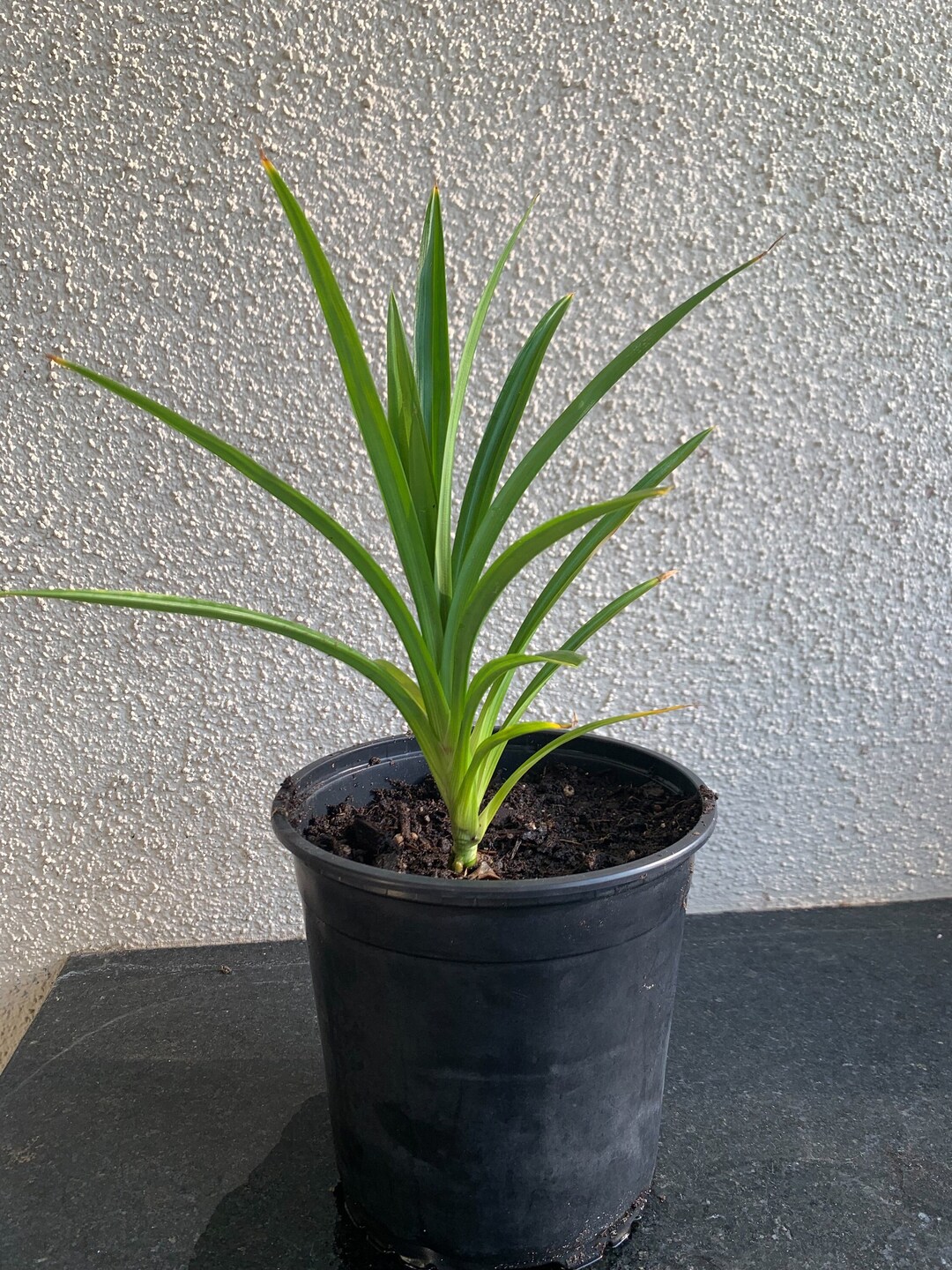 Pandan,ladua,screwpine,pandanus-well Rooted Plants - Etsy