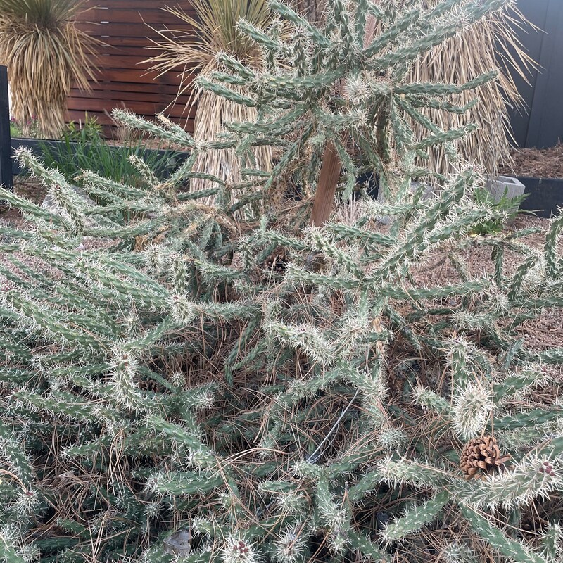 Cholla Cactus - Etsy