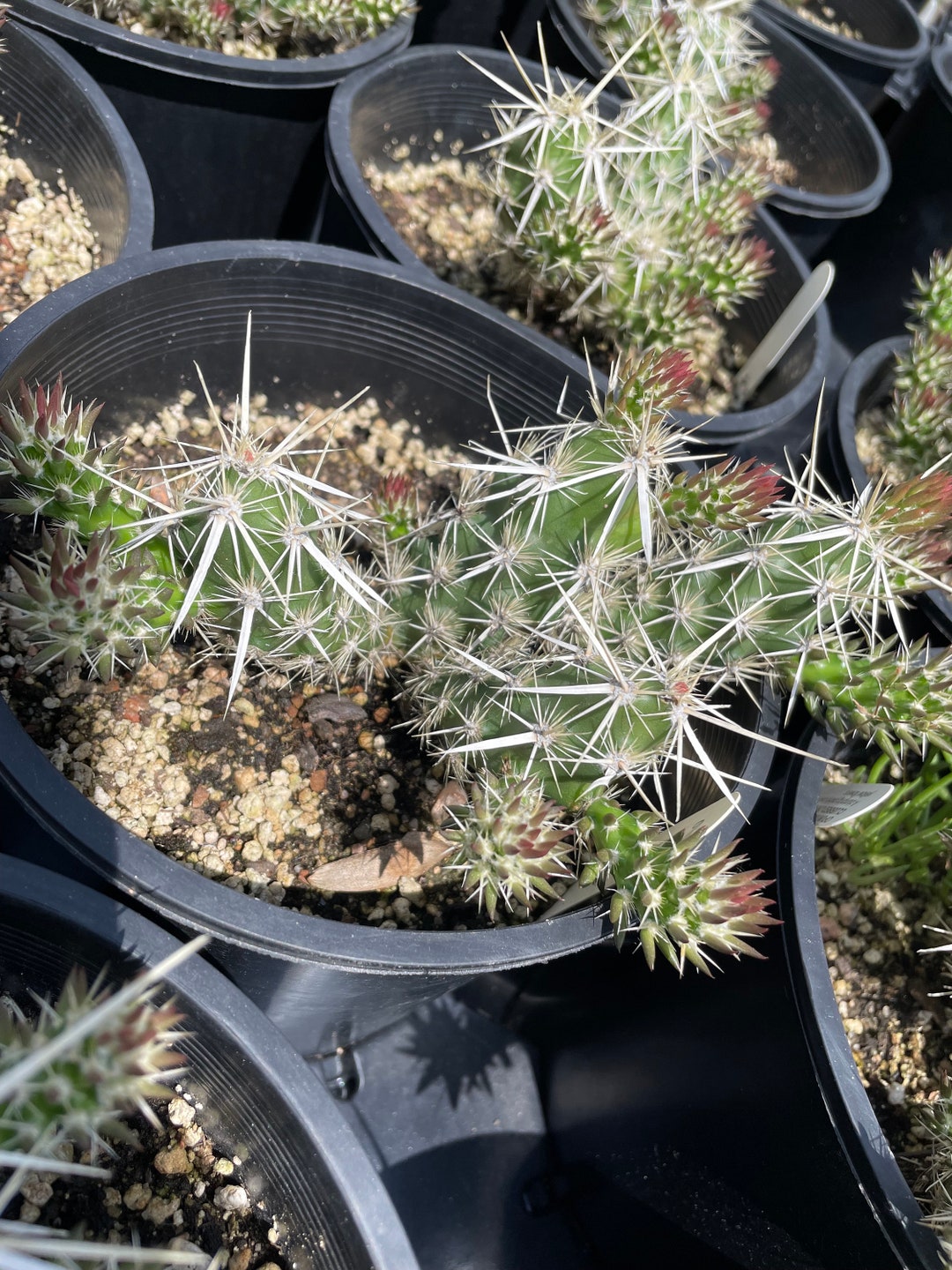 Club Cholla Cactus, Corynopuntia Clavatta Cold Hardy - Etsy