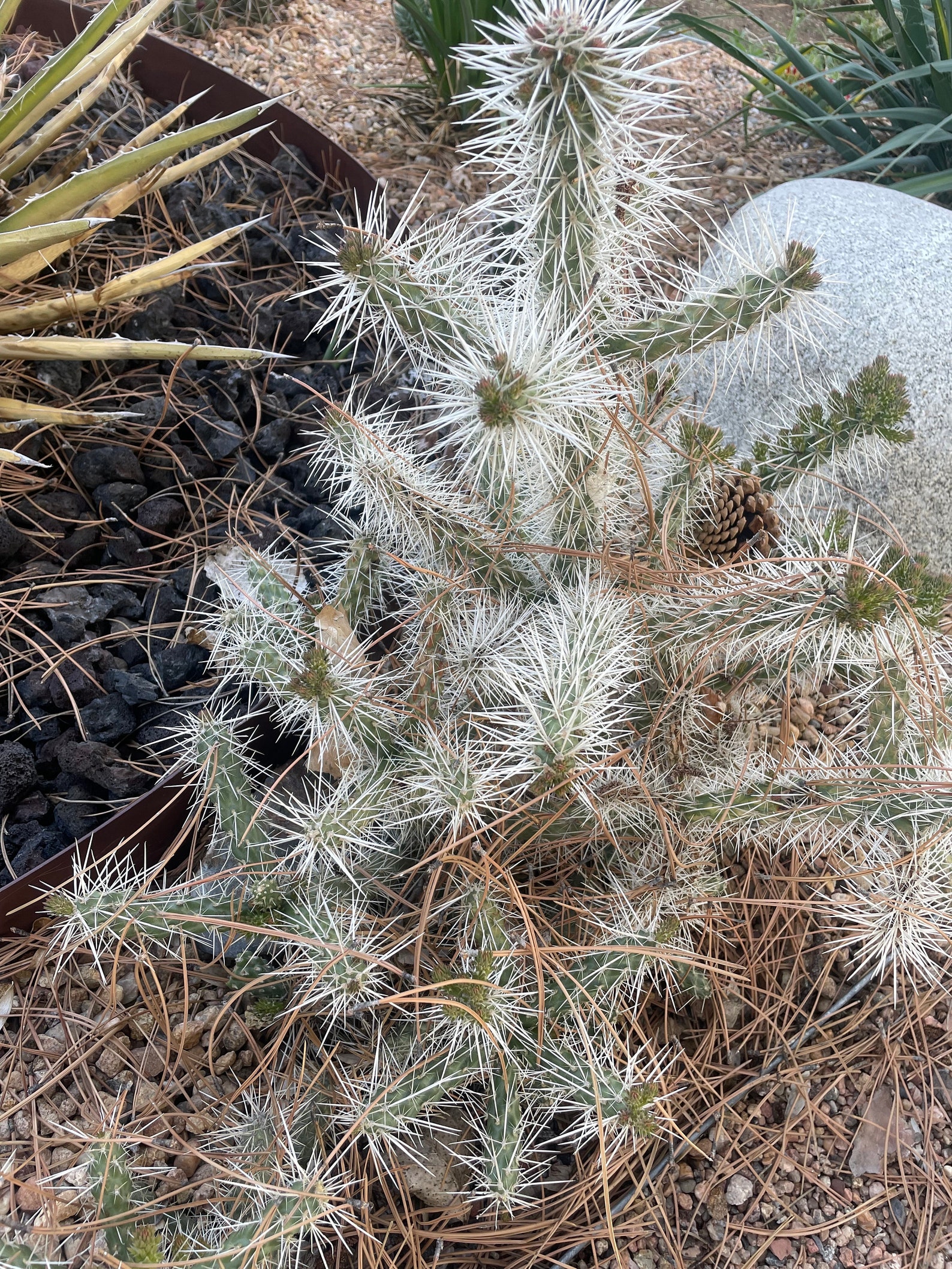 Snow Leopard Cholla Cold Hardy Cactus - Etsy