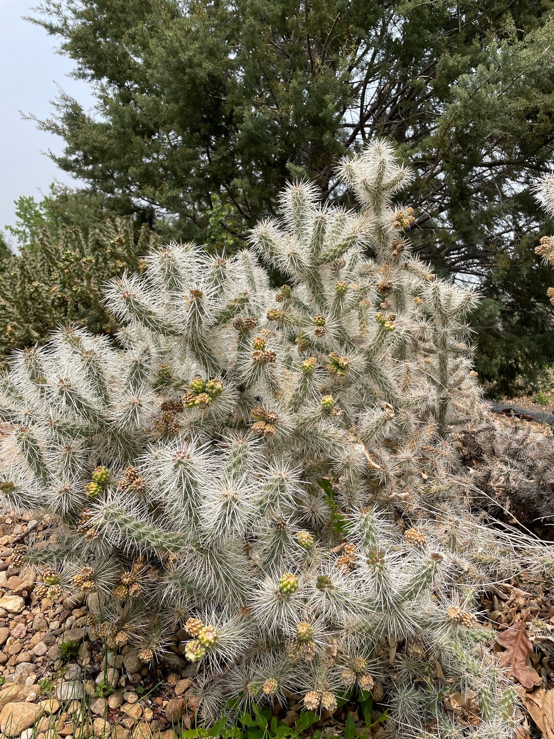Snow Leopard Cholla Cold Hardy Cactus - Etsy