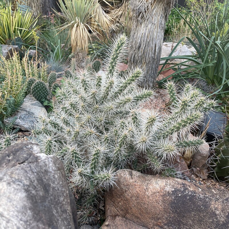 Cholla Cactus - Etsy