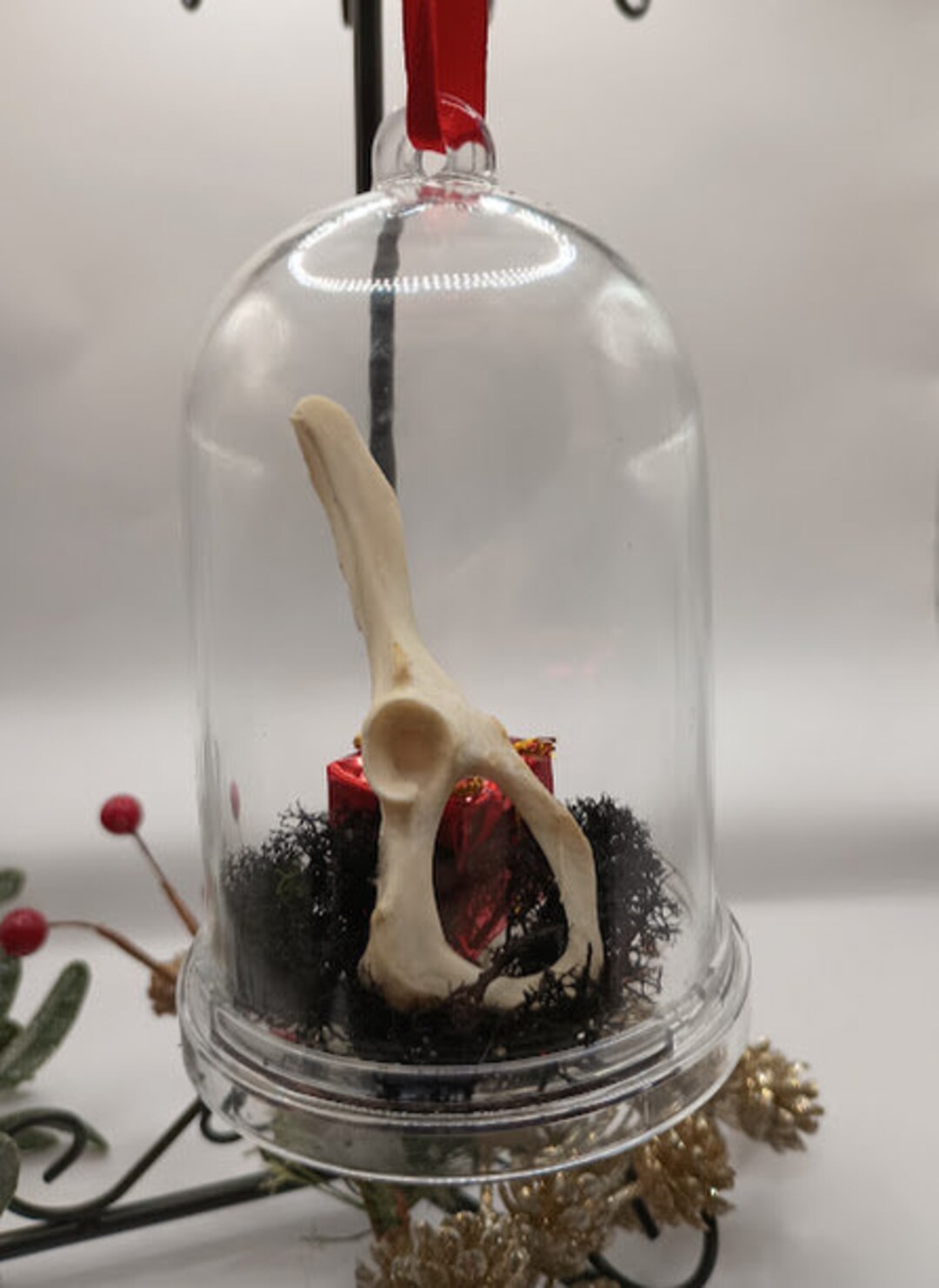Plastic Dome Ornament With Real Animal Hip Bone Black Moss Red Present ...