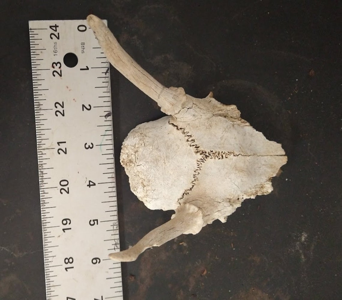 Jackalope Horns With Knitted Skull Plates - Etsy