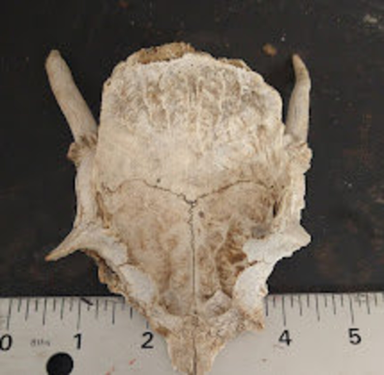 Jackalope Horns With Knitted Skull Plates - Etsy