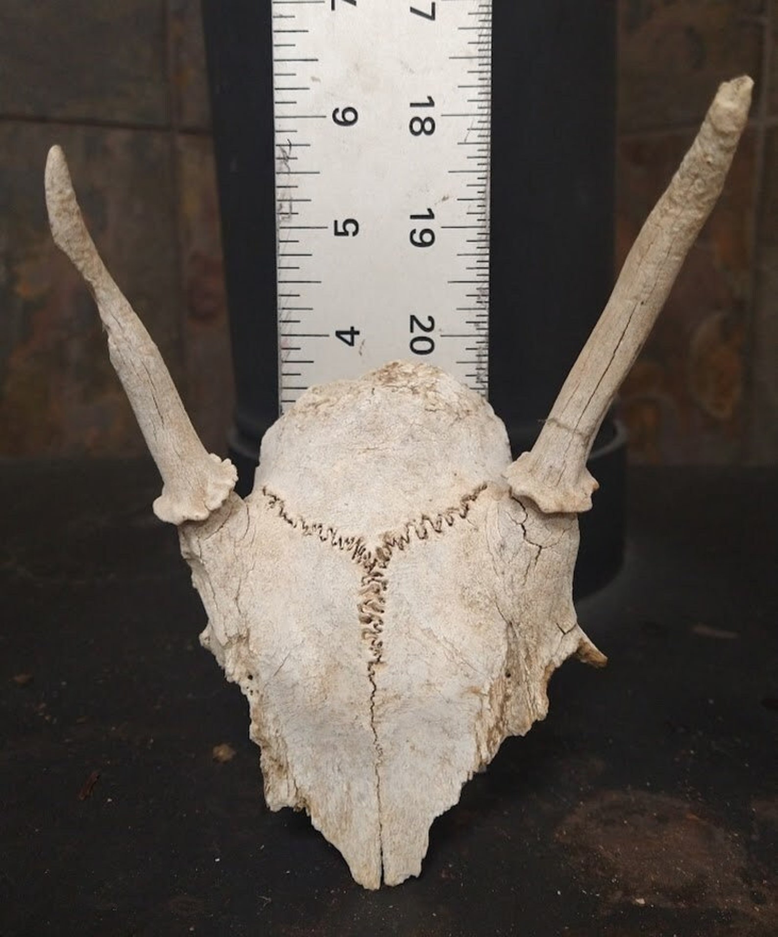 Jackalope Horns With Knitted Skull Plates - Etsy