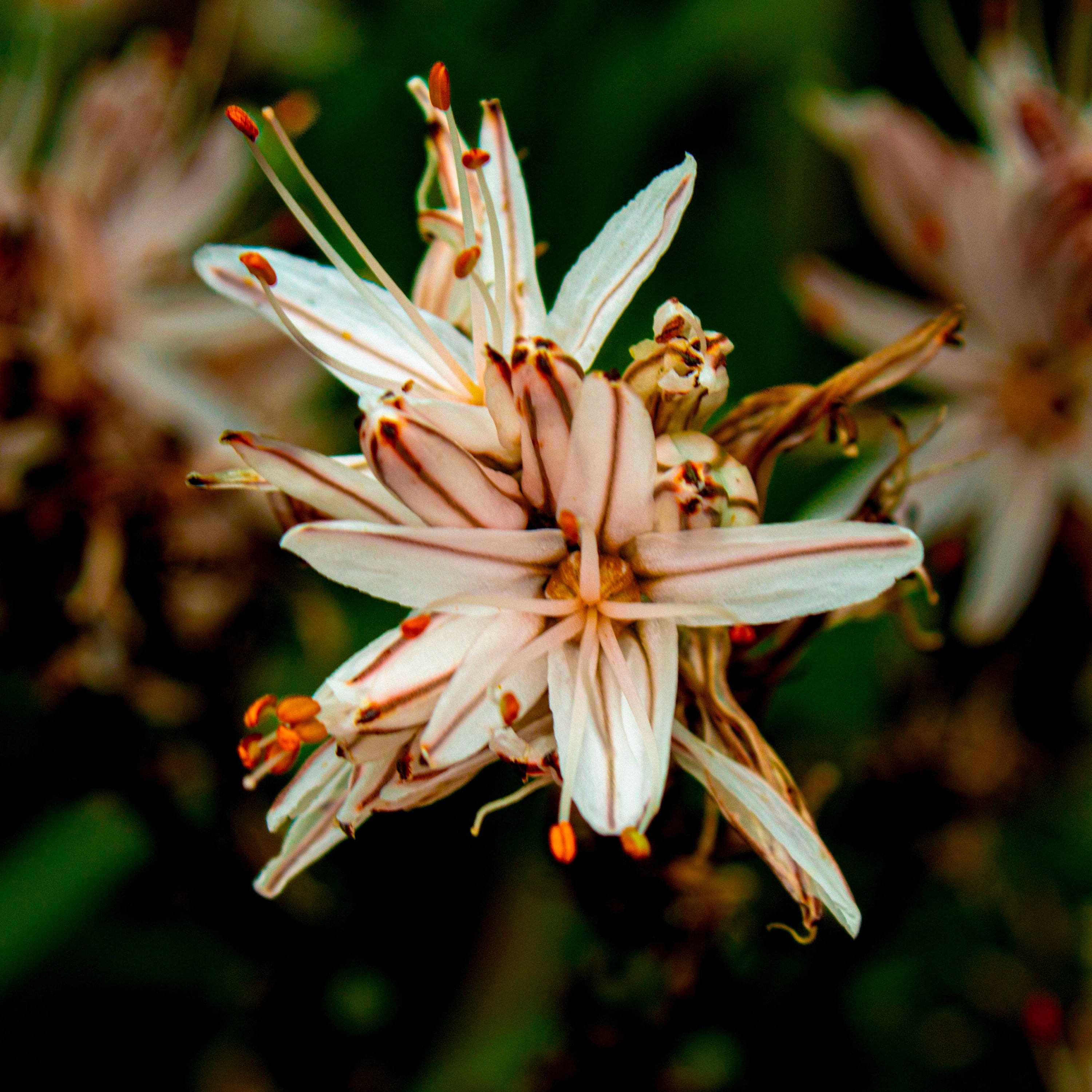 Asphodel Flower Meaning