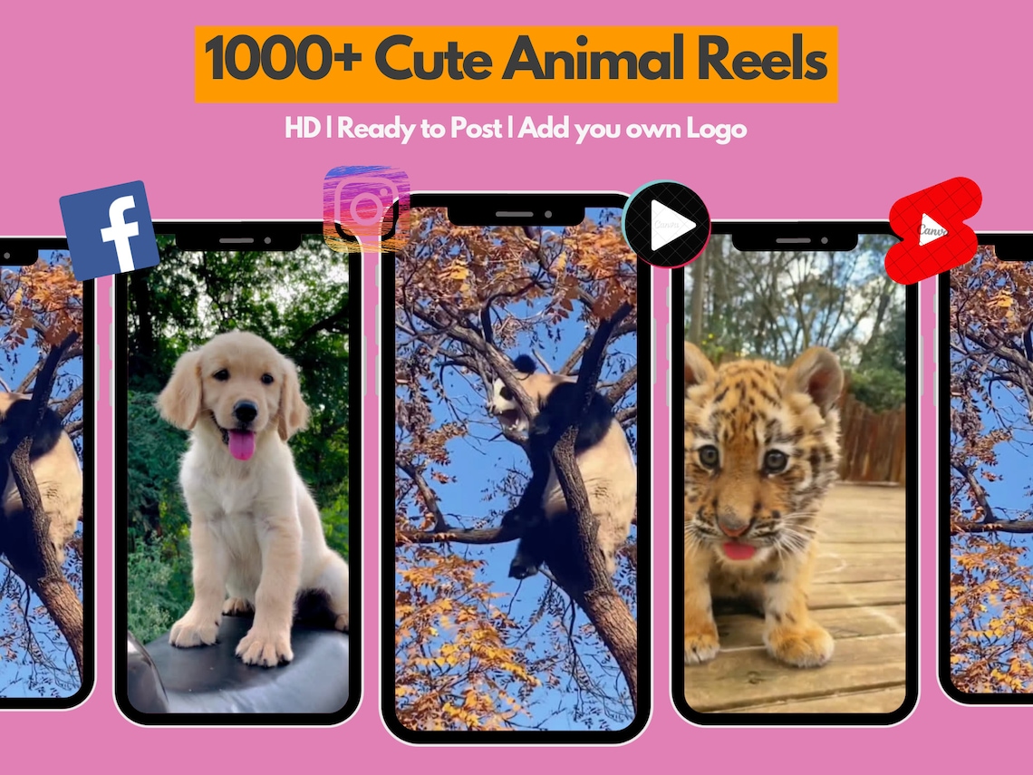 1000+ Cute Mesmerising Animal Reels | Instagram Reel | Shorts | Tiktok ...