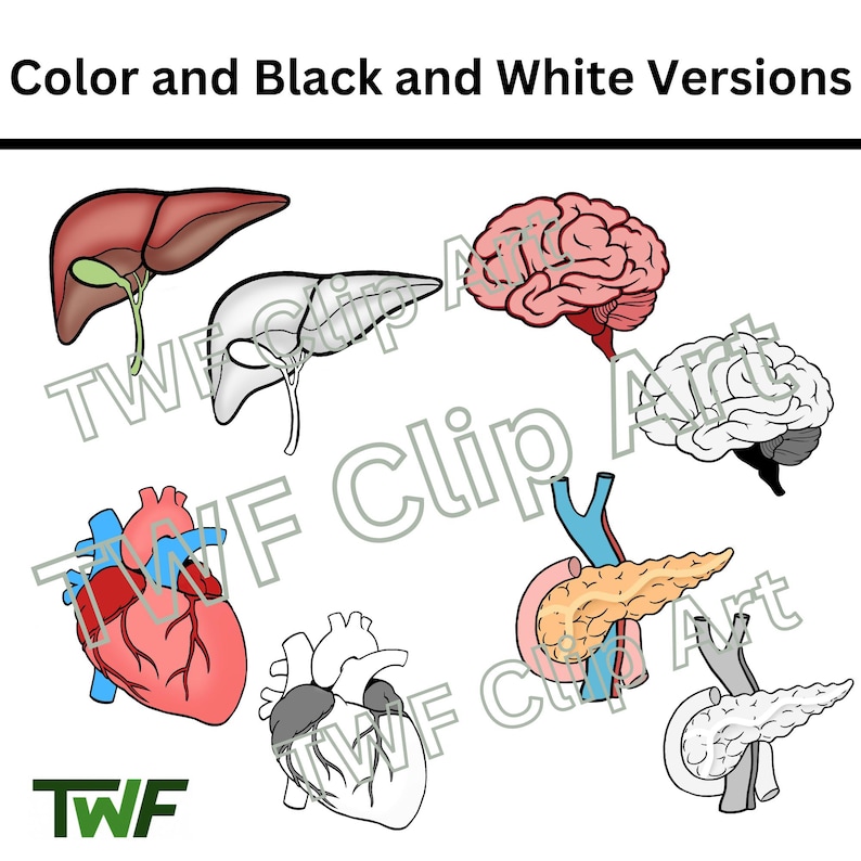 Human Organs and Organ Systems Science and Anatomy Clip Art - Etsy