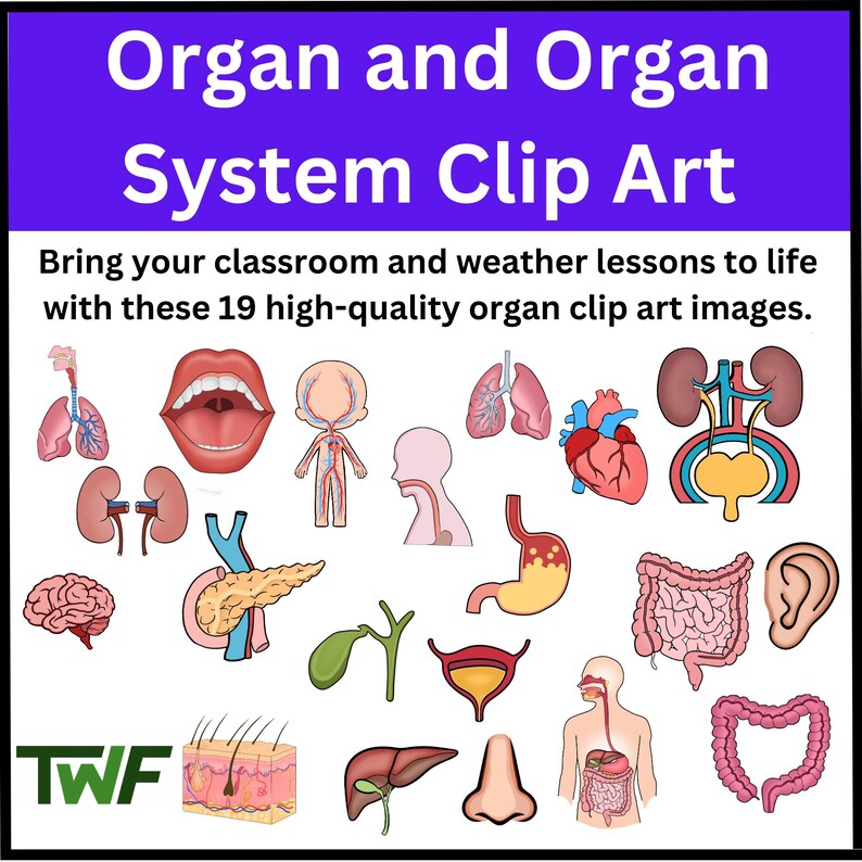Human Organs and Organ Systems Science and Anatomy Clip Art - Etsy