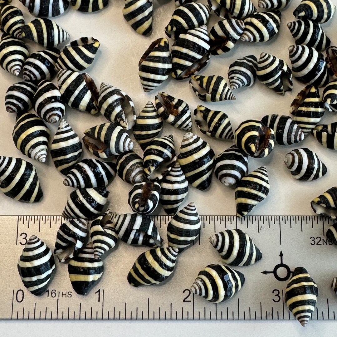 Bumble Bee Shells, Small Shells Approx. 1/2, nassa Engina, Black and ...