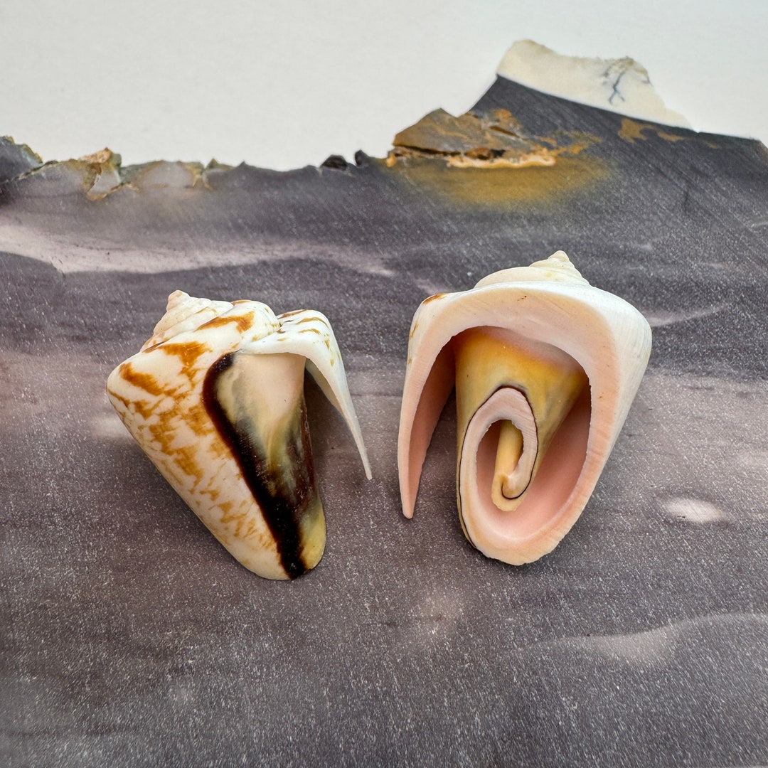 Strombus Canarium, Strawberry Cut Strombus Shells, Fun Crafting Shells ...