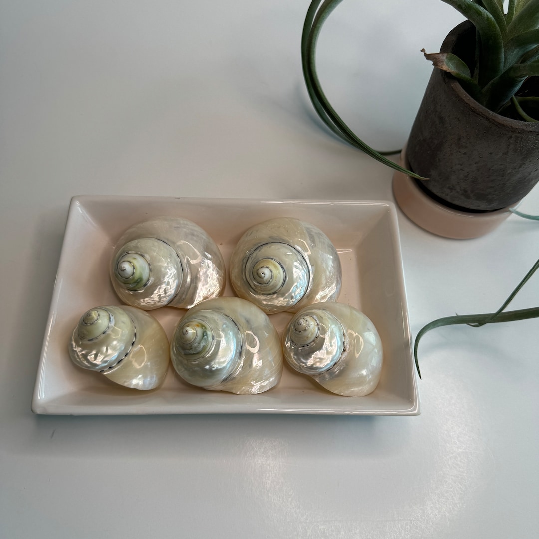 Delightful Meg Pie Shells, Large 2.25-2.75, Iridescent, Pearled With a ...