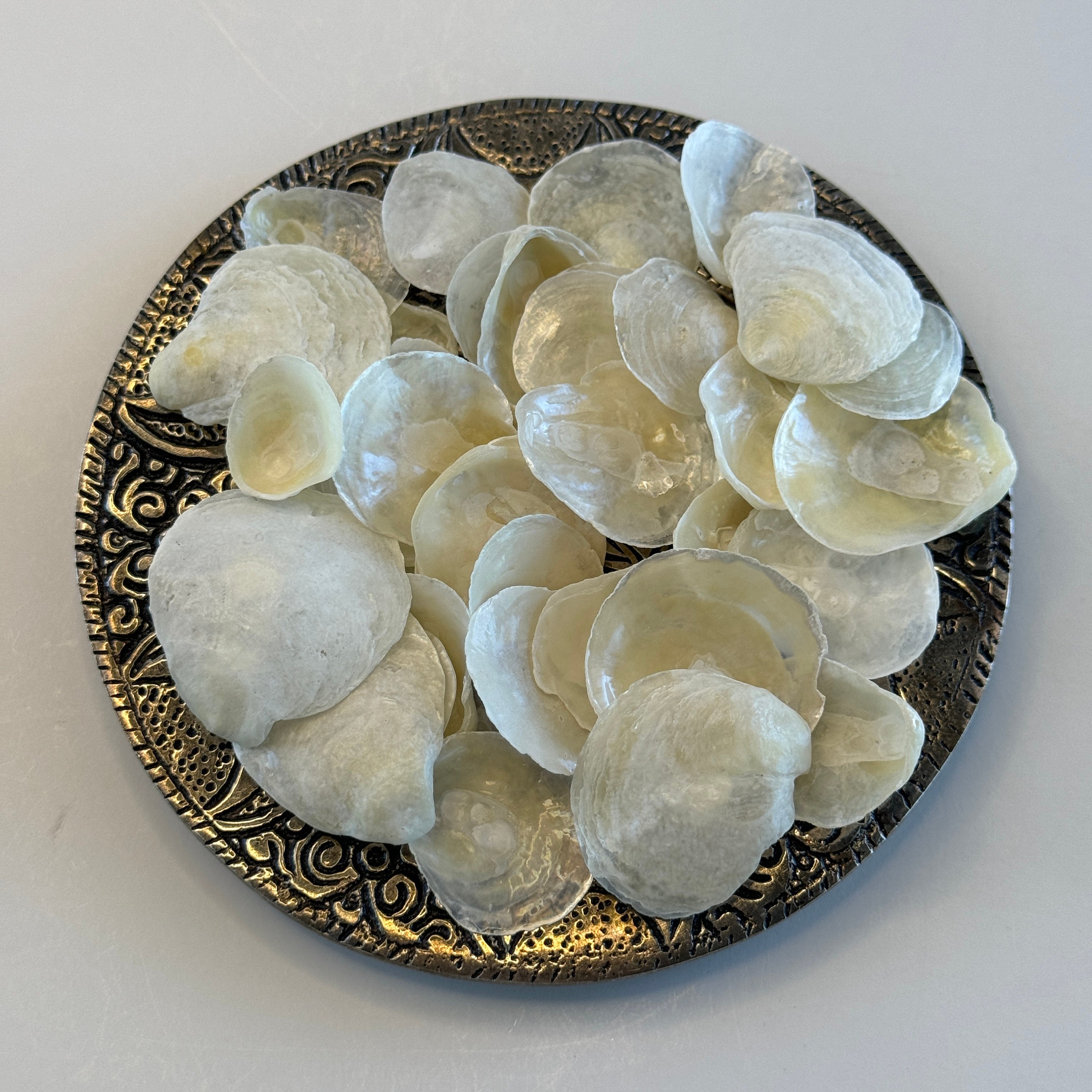 White/cream Jingle Shells, anomia Ephippium, 50 Shells 6.39 or 125 ...