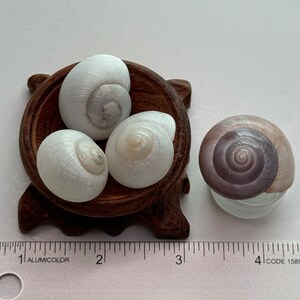Purple Sea Snails, 4 Sea Snails, Rare Find, Gulf of Mexico Purple Sea ...
