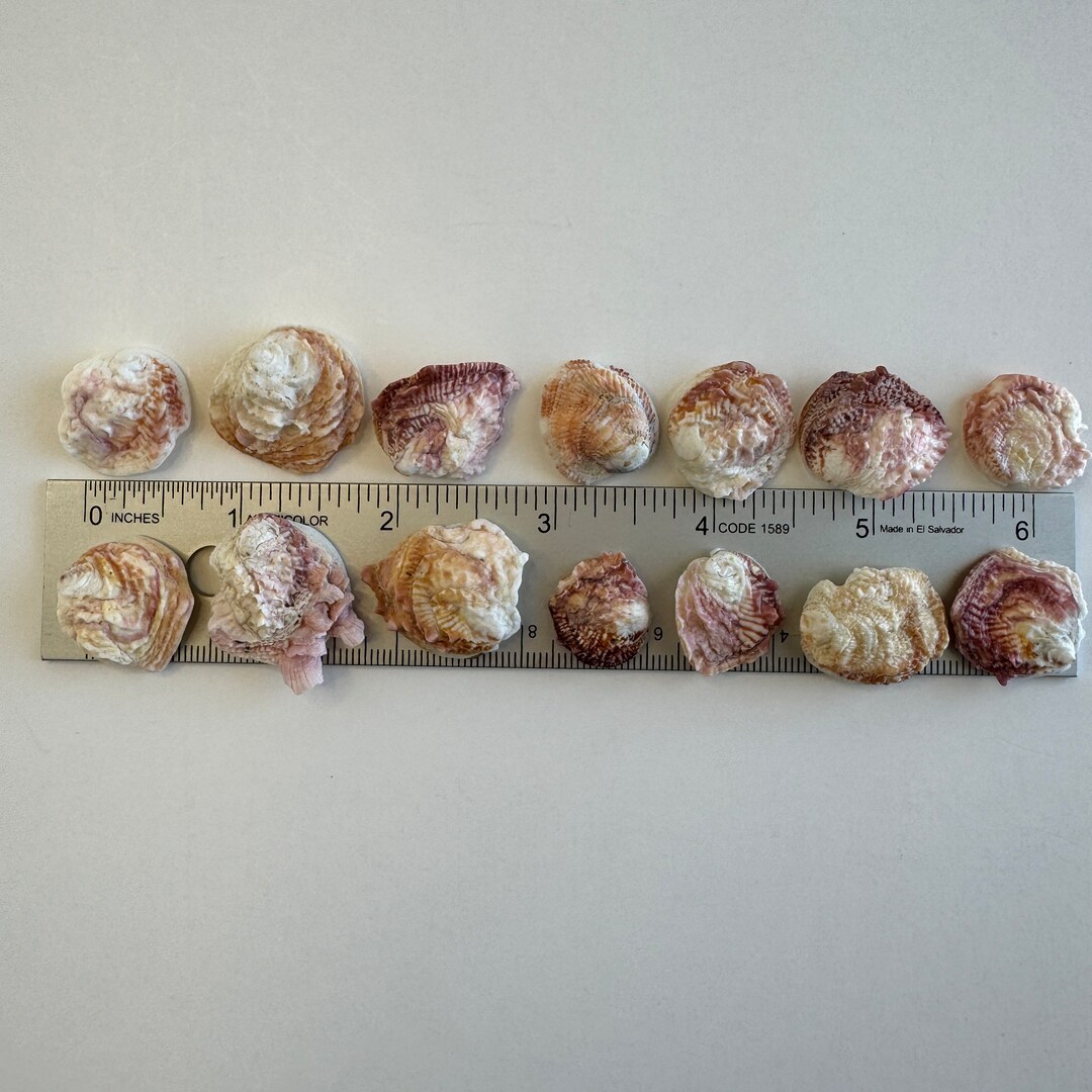 Corrugate Jewelbox Shells, Smalls to Med/lg, Seashells, chama ...