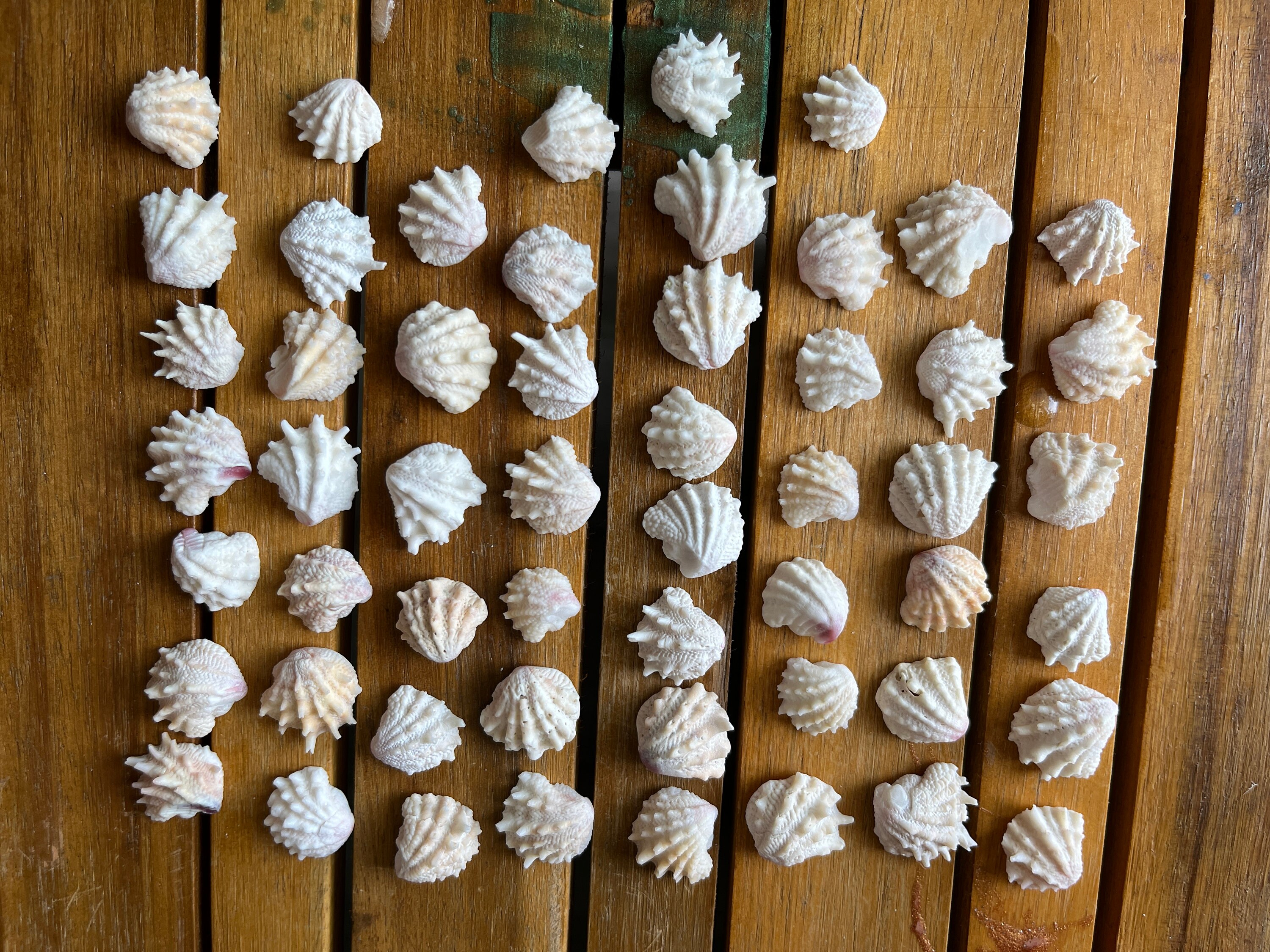 Miniature Florida Spiny Jewelbox Mini Spiny Jewelbox for - Etsy