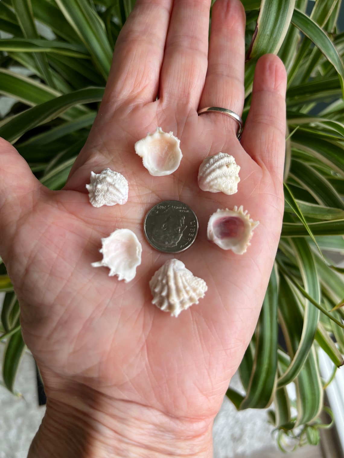 Miniature Florida Spiny Jewelbox Mini Spiny Jewelbox for - Etsy