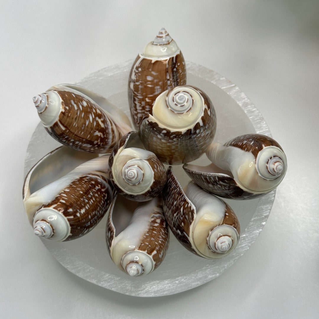 Impressive Gibbosa Olive Shells, 5 Large 2, Big Gorgeous Olives That ...