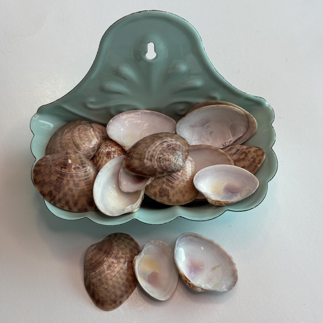 Calico Clams, Pretty, Smooth, Creamy Shells With Blurry Brown ...