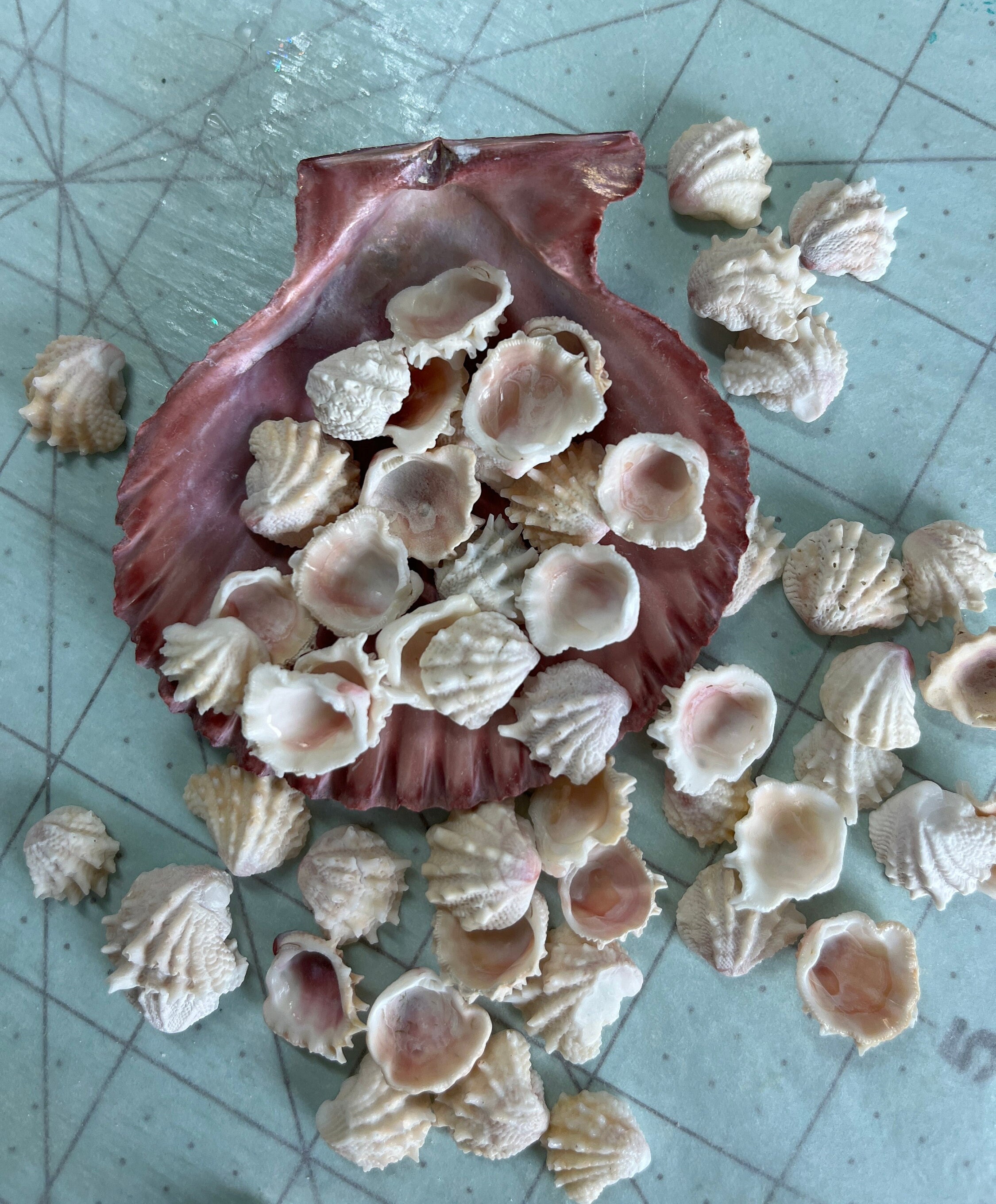 Miniature Florida Spiny Jewelbox Mini Spiny Jewelbox for - Etsy