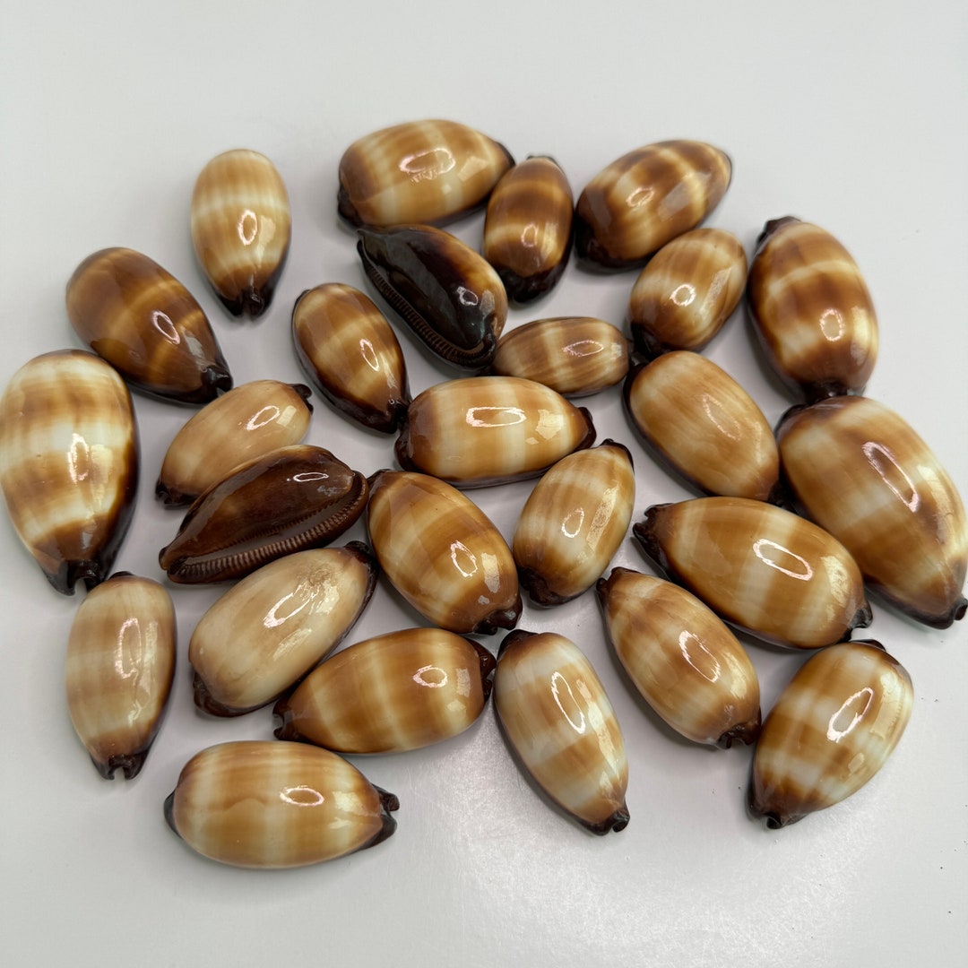 Attractive Mole Cowries Have Bands of Golden Tans and Browns on Glossy ...