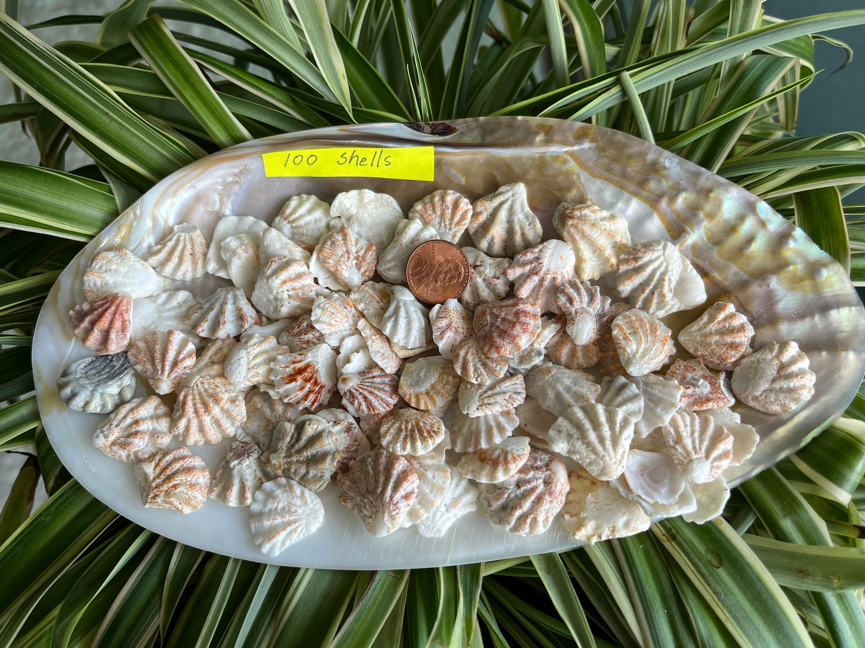 Kitten Paw Shells Sanibel Kitten Paws Cleaned & Lightly - Etsy