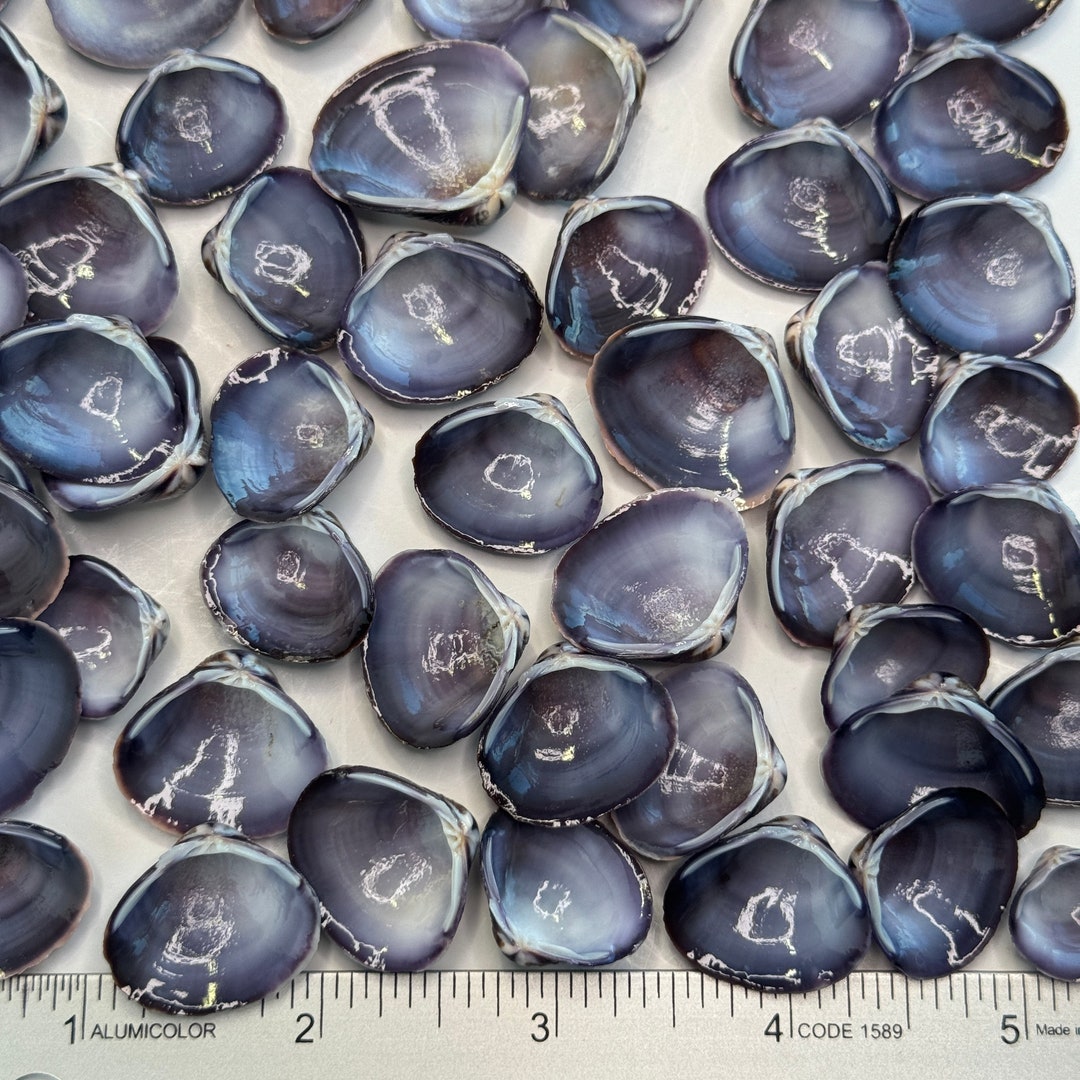 Blue Cay Cays, purple Cay Cays, Smooth Clam Shells Trigonal in Shape ...