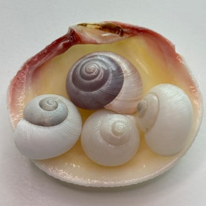 Purple Sea Snails, 4 Sea Snails, Rare Find, Gulf of Mexico Purple Sea ...