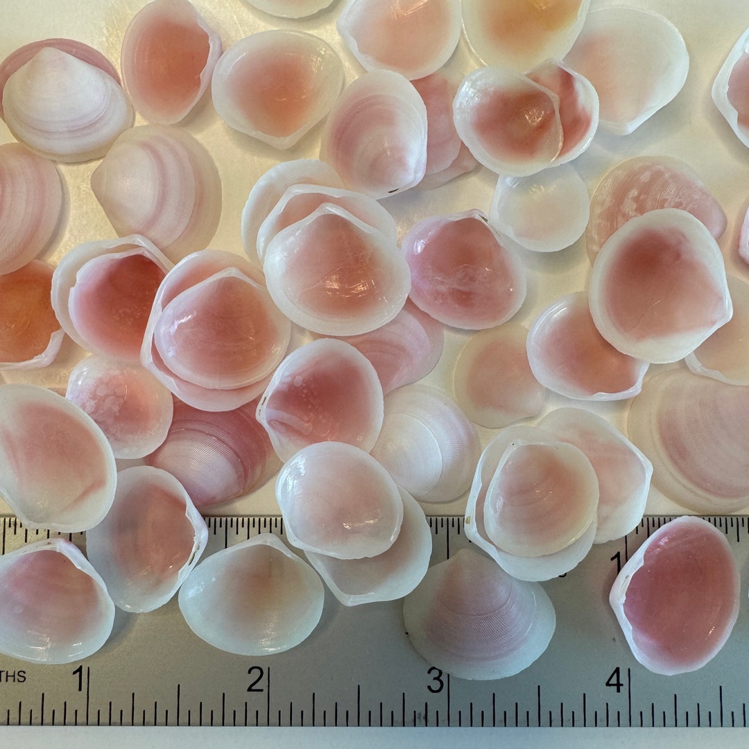 Large Apple Blossom Shells, Large Rose Cups, Beautiful Pink Shells ...