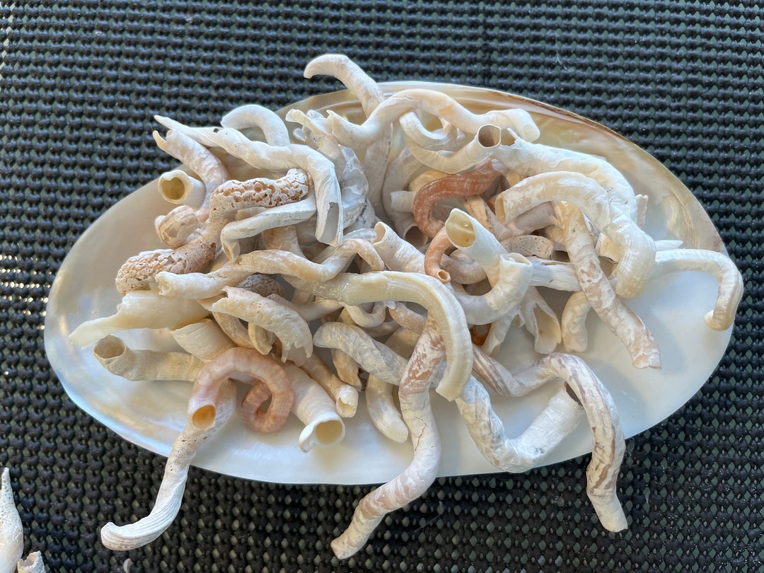 Worm Snails v.knorrii, 5X5 Pkg, 40-45 Pcs, South Fl. Worm Snail Shells ...