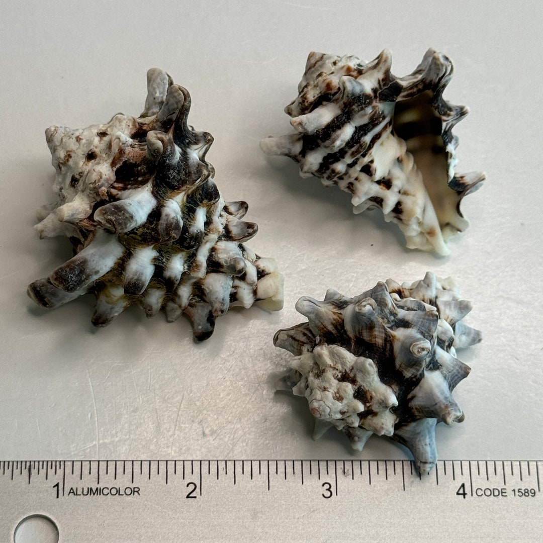 Vasum Shells, Common Name pacific Vase Shell With Horizontal Black ...