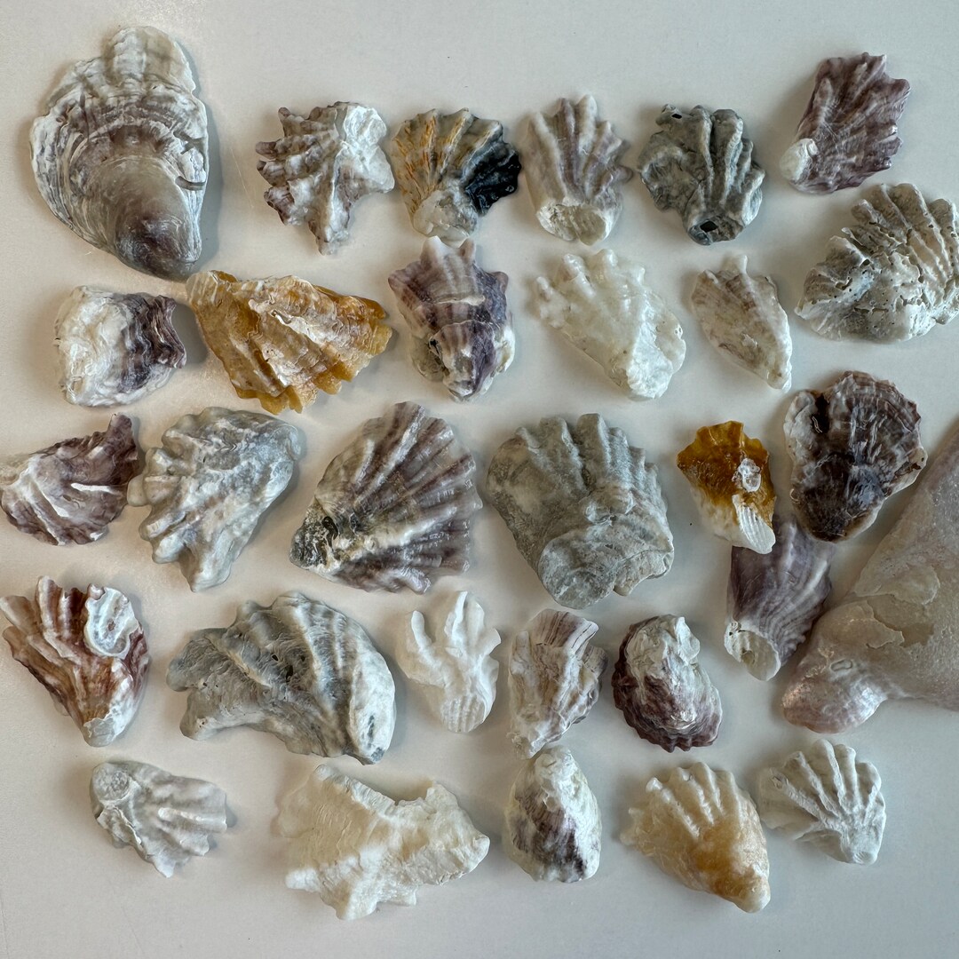 Oyster Shells Highly Variable Colors & Shapes Approx. 3/4-1 - Etsy UK