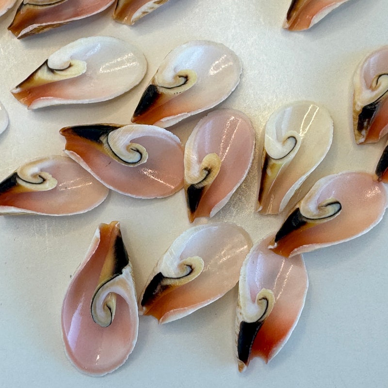 Sliced Shell - Etsy