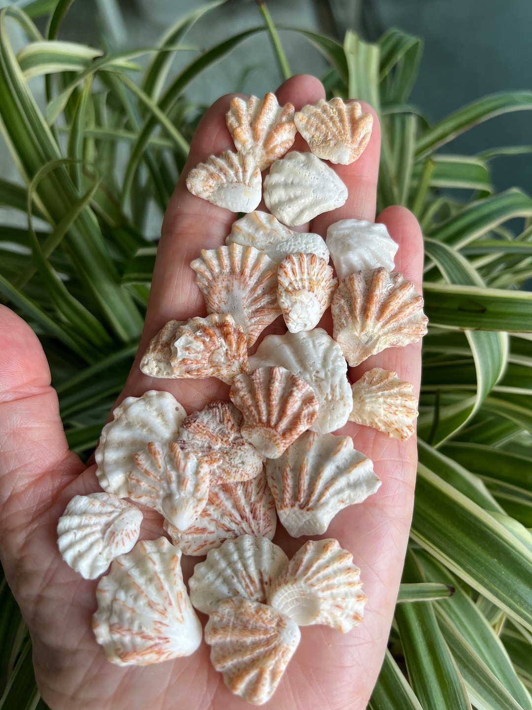 Kitten Paw Shells Sanibel Kitten Paws Cleaned & Lightly - Etsy