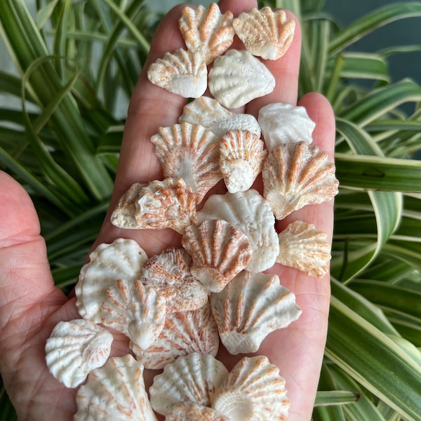 Cats Paw Shell - Etsy