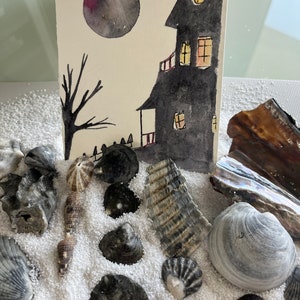 18 Naturally Black & Gray Florida Shells-lightly Polished, Dark Shells ...