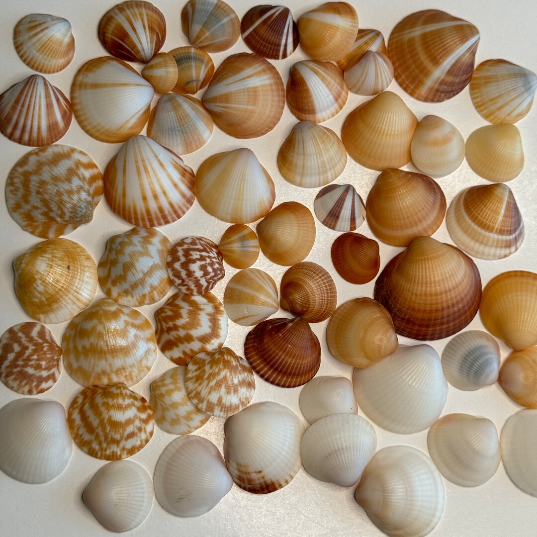 Sunbursts, Chevron's, Oranges & White Bittersweet Clams, 24 Clam Shells ...